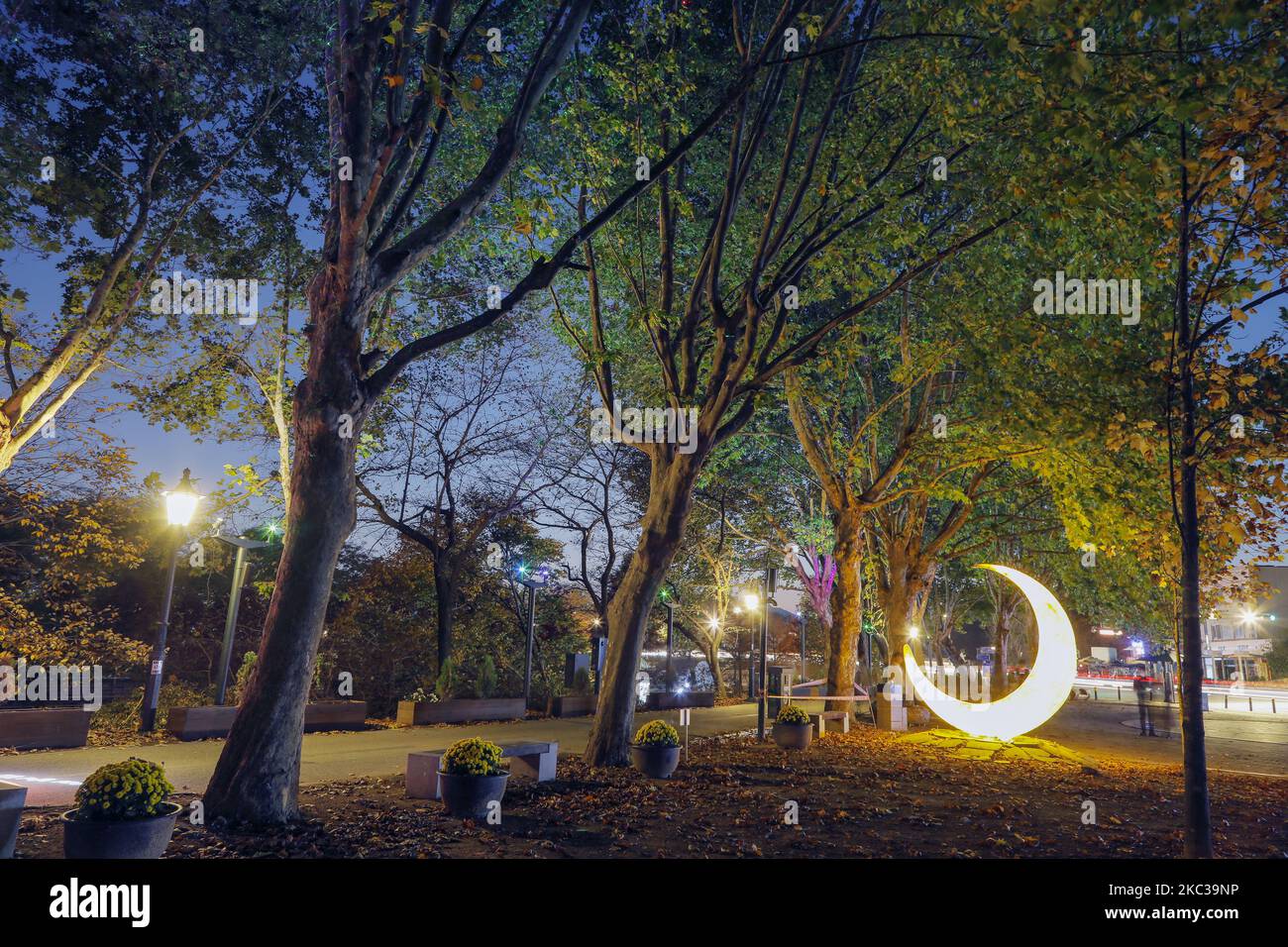 Japanese hackberry trees hi-res stock photography and images - Alamy