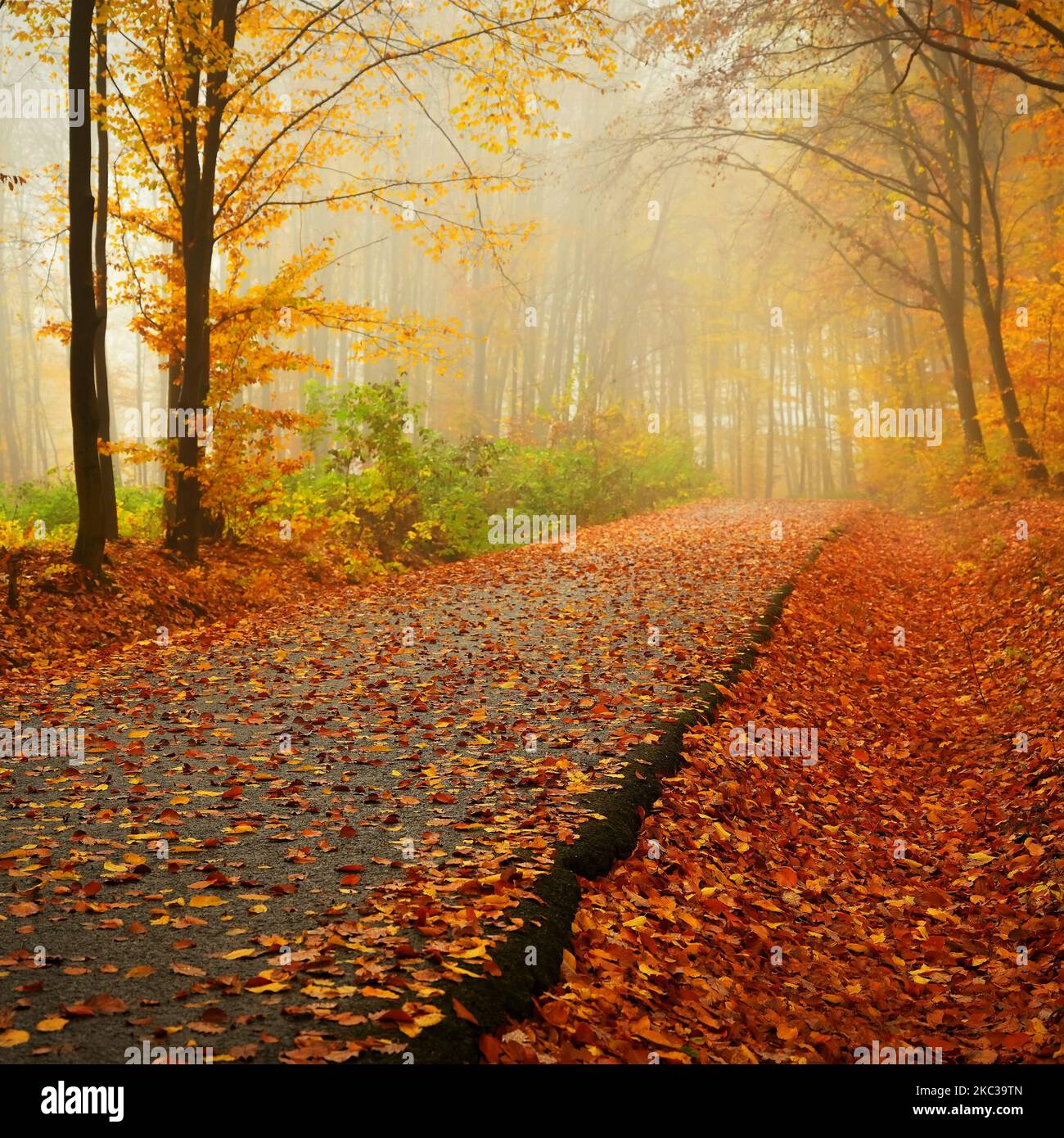 Path in the autumn landscape. Beautiful natural colorful background ...