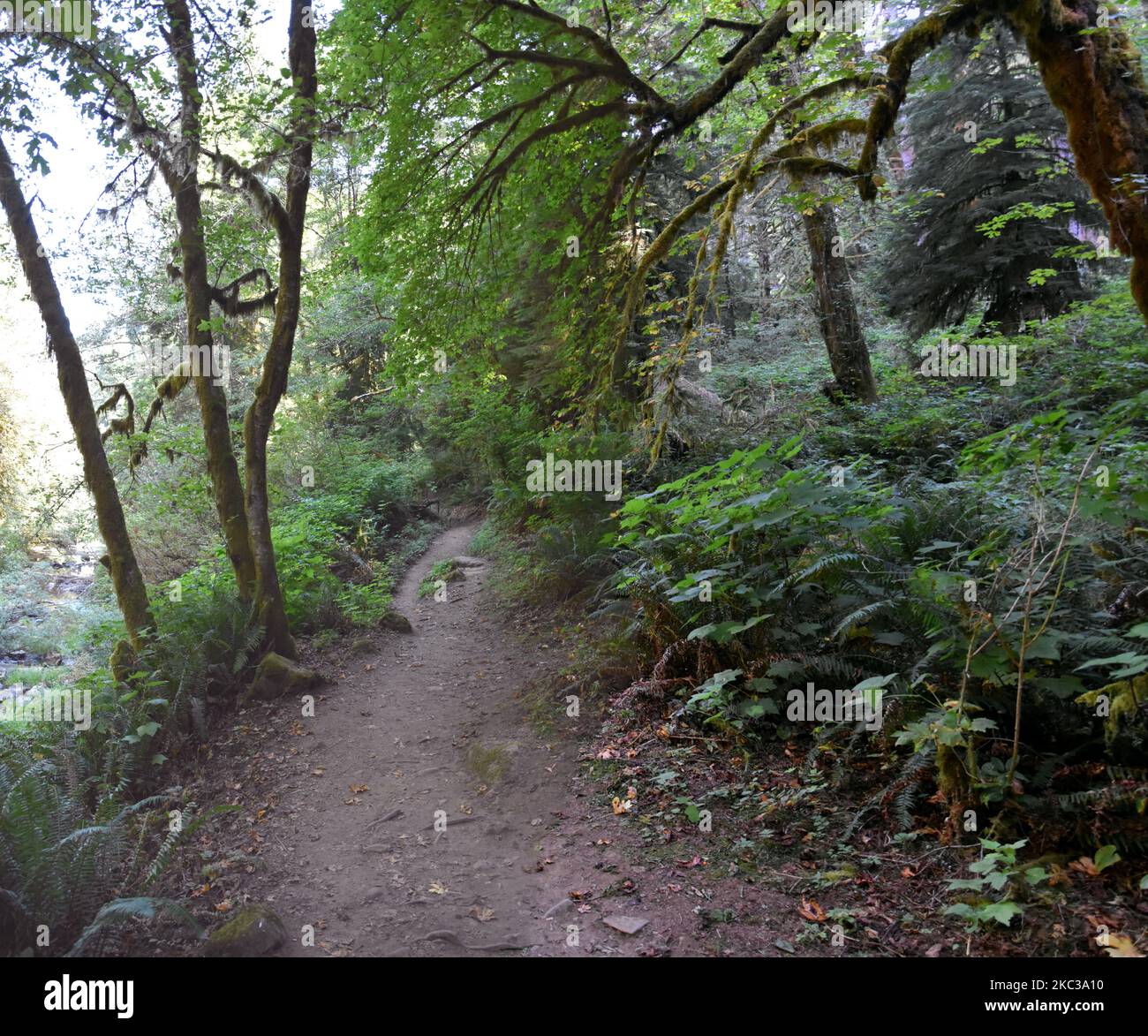 Hiking Trail views at Sweet Creek Falls Waterfall Complex near Mapleton ...