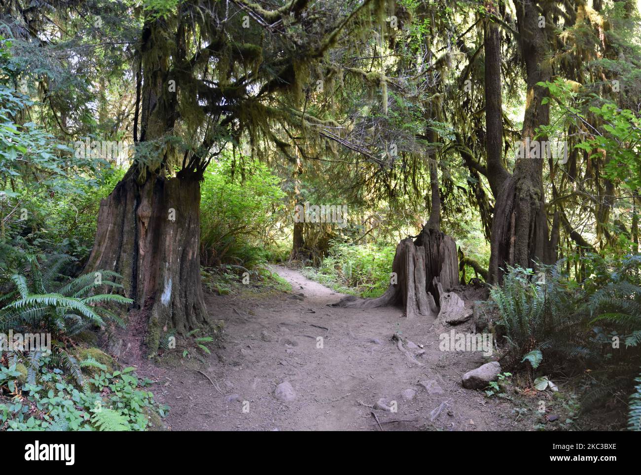 Hiking Trail views at Sweet Creek Falls Waterfall Complex near Mapleton ...