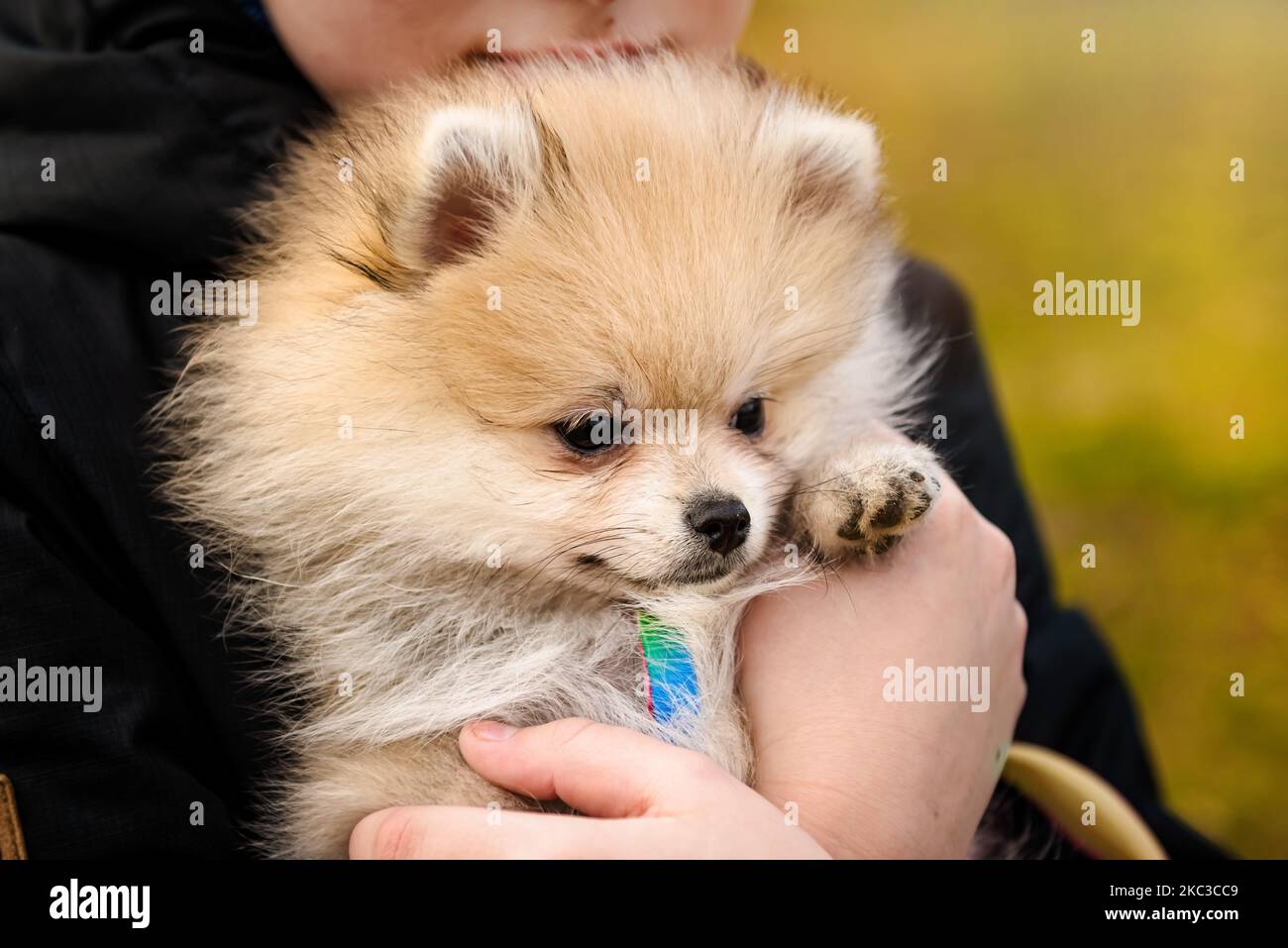 The hands of a young man hug a Pomeranian puppy. dog in man's hands ...