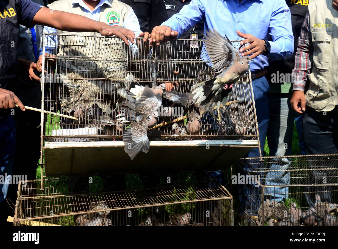 A mobile court of Rapid Action Battalion releasing wild birds after ...