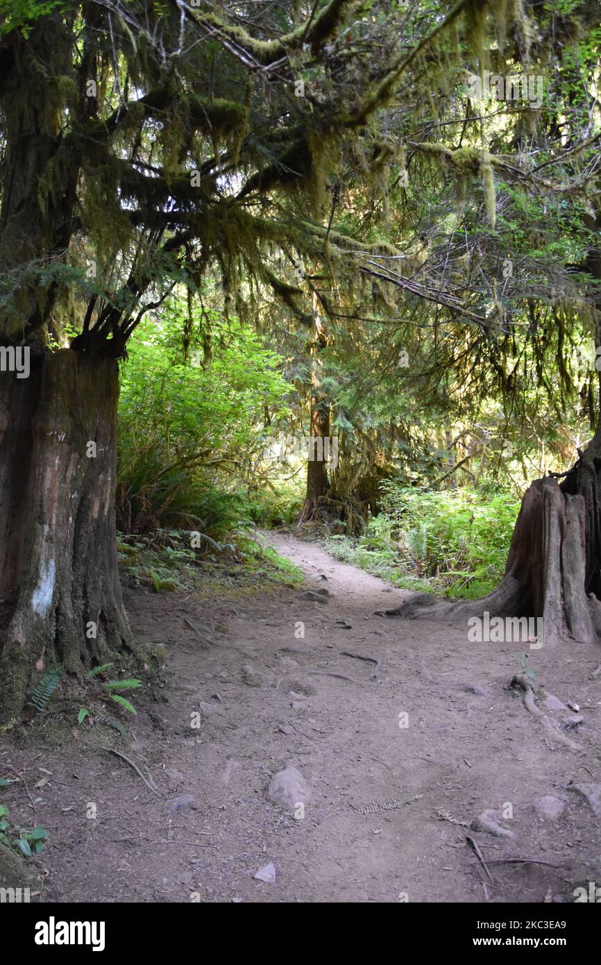 Hiking Trail views at Sweet Creek Falls Waterfall Complex near Mapleton ...