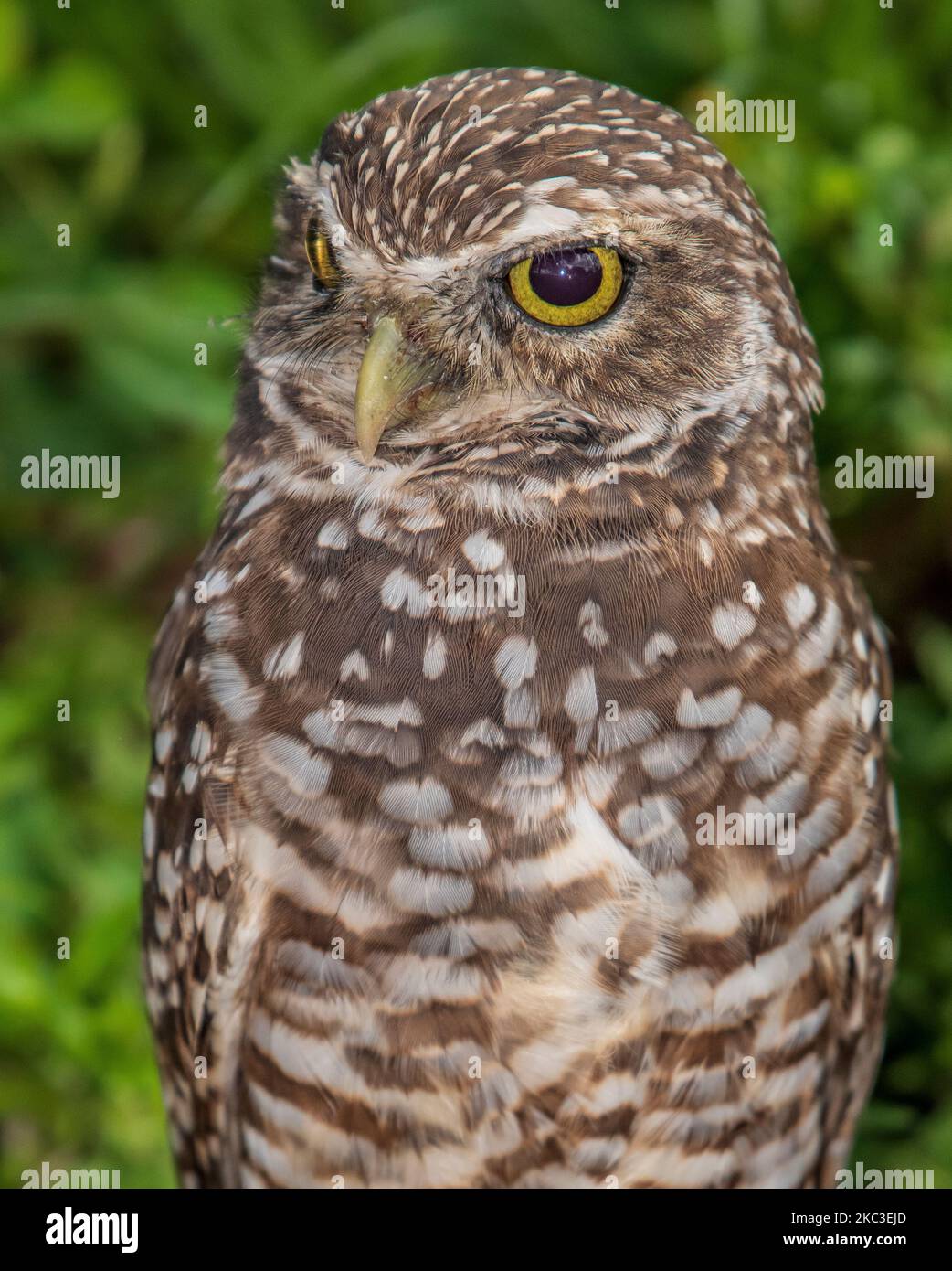 A vertical shot of a burrowing owl with bright yellow eyes Stock Photo ...