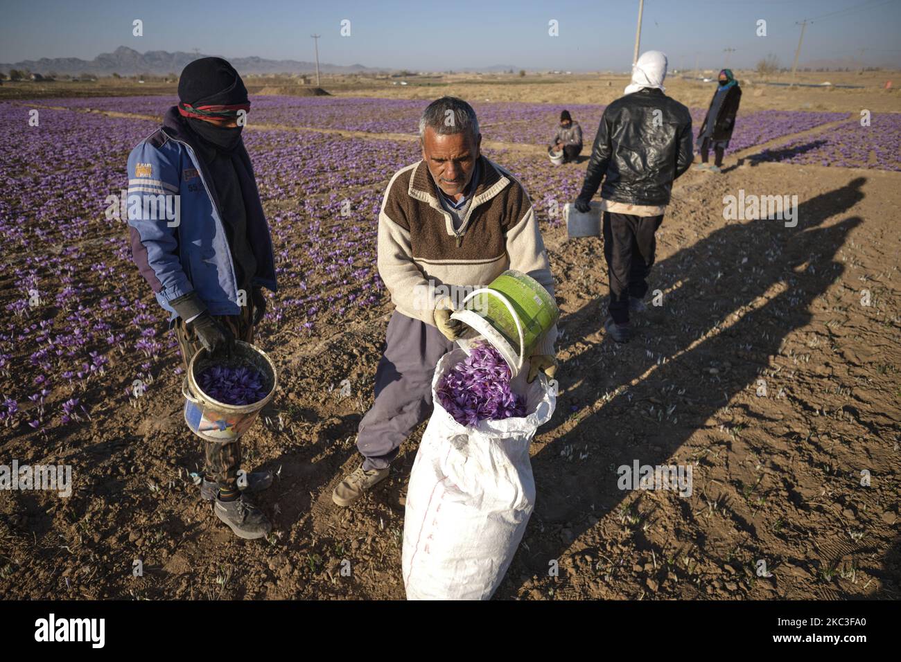 An Iranian worker load a plastic bag with collected Saffron crocus ...