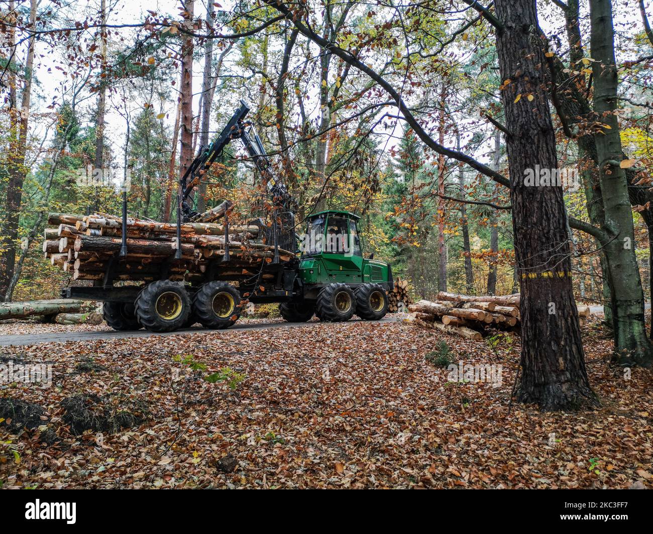 Forestst hi-res stock photography and images - Alamy