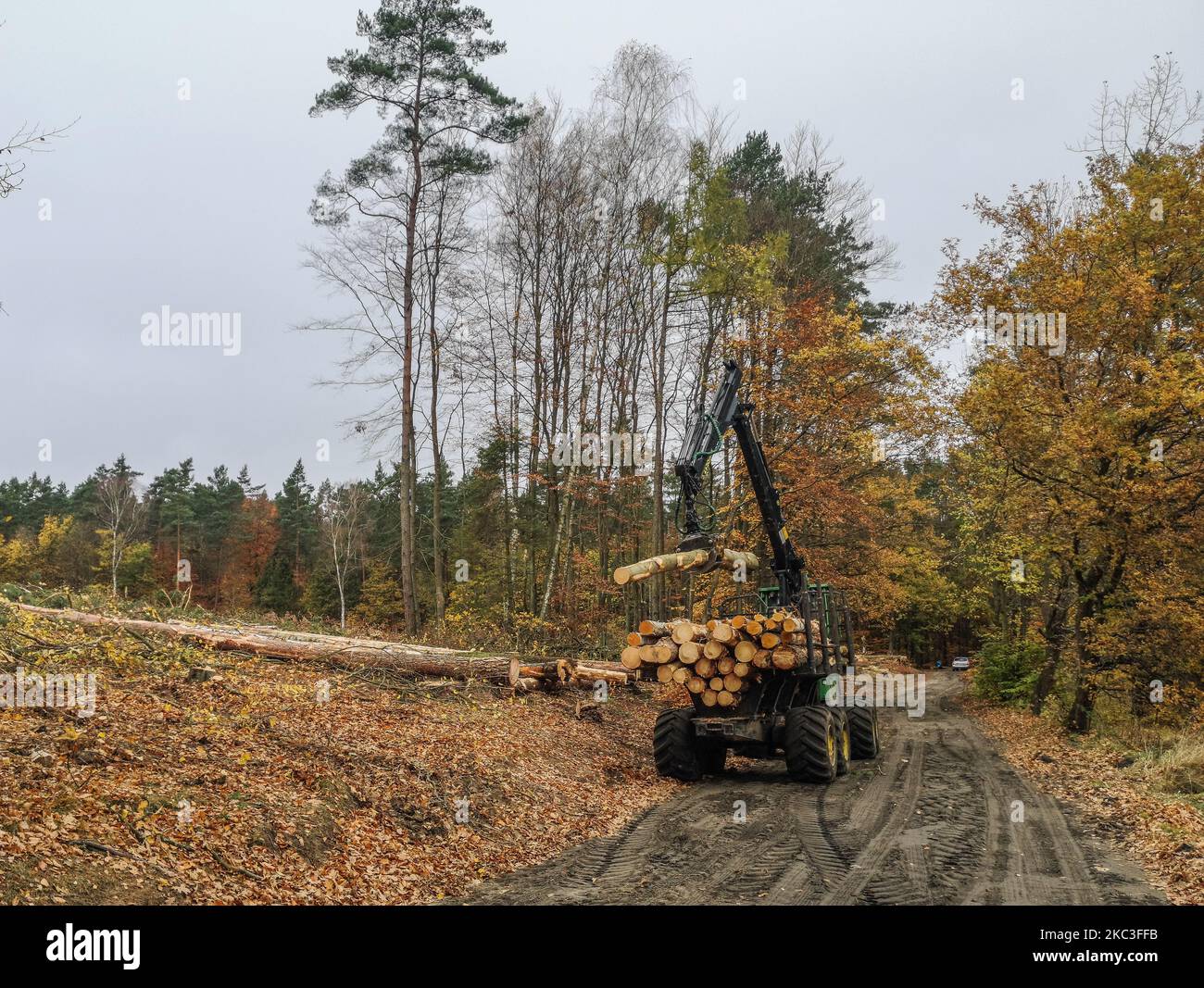 Forestst hi-res stock photography and images - Alamy