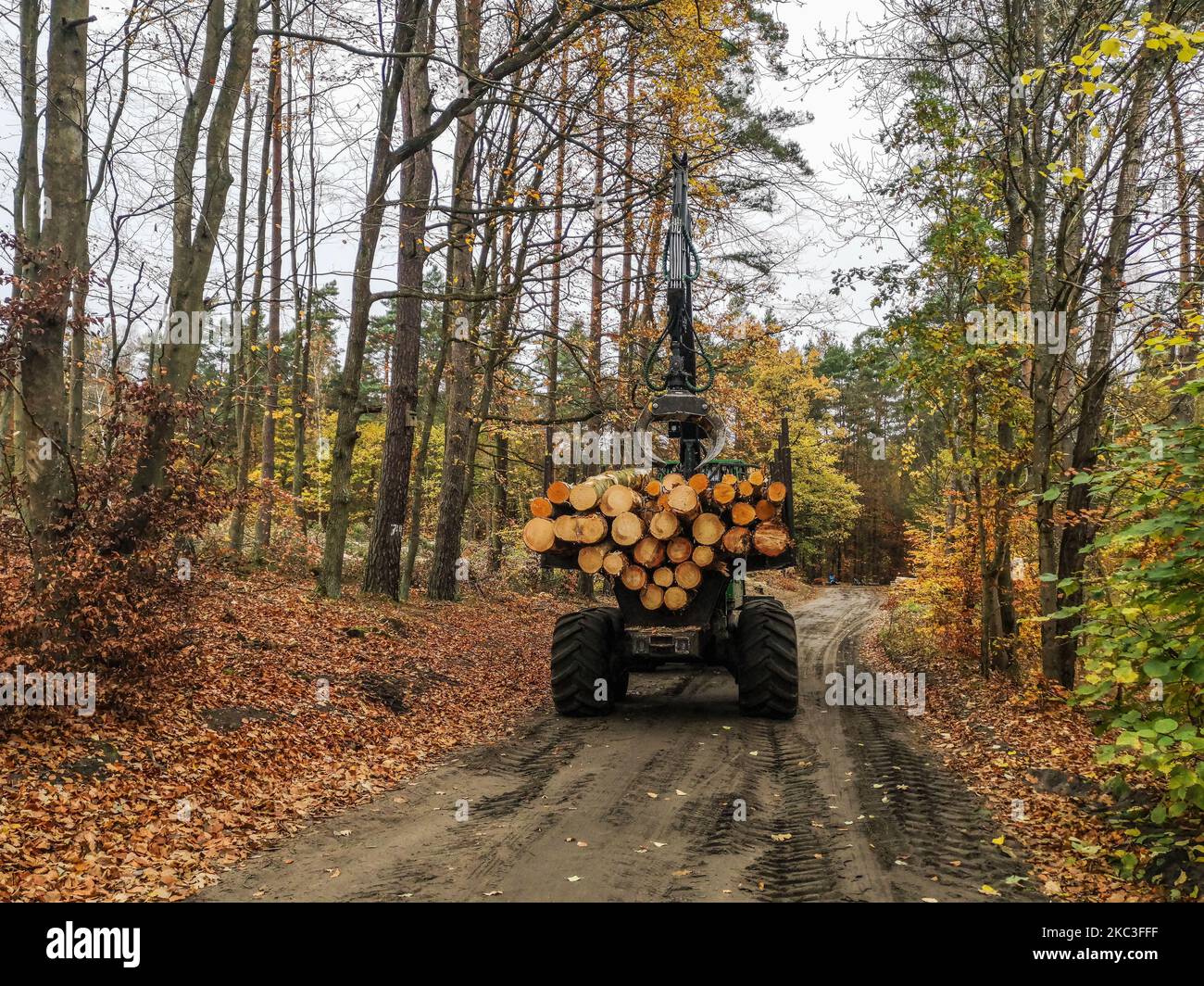 Forestst hi-res stock photography and images - Alamy