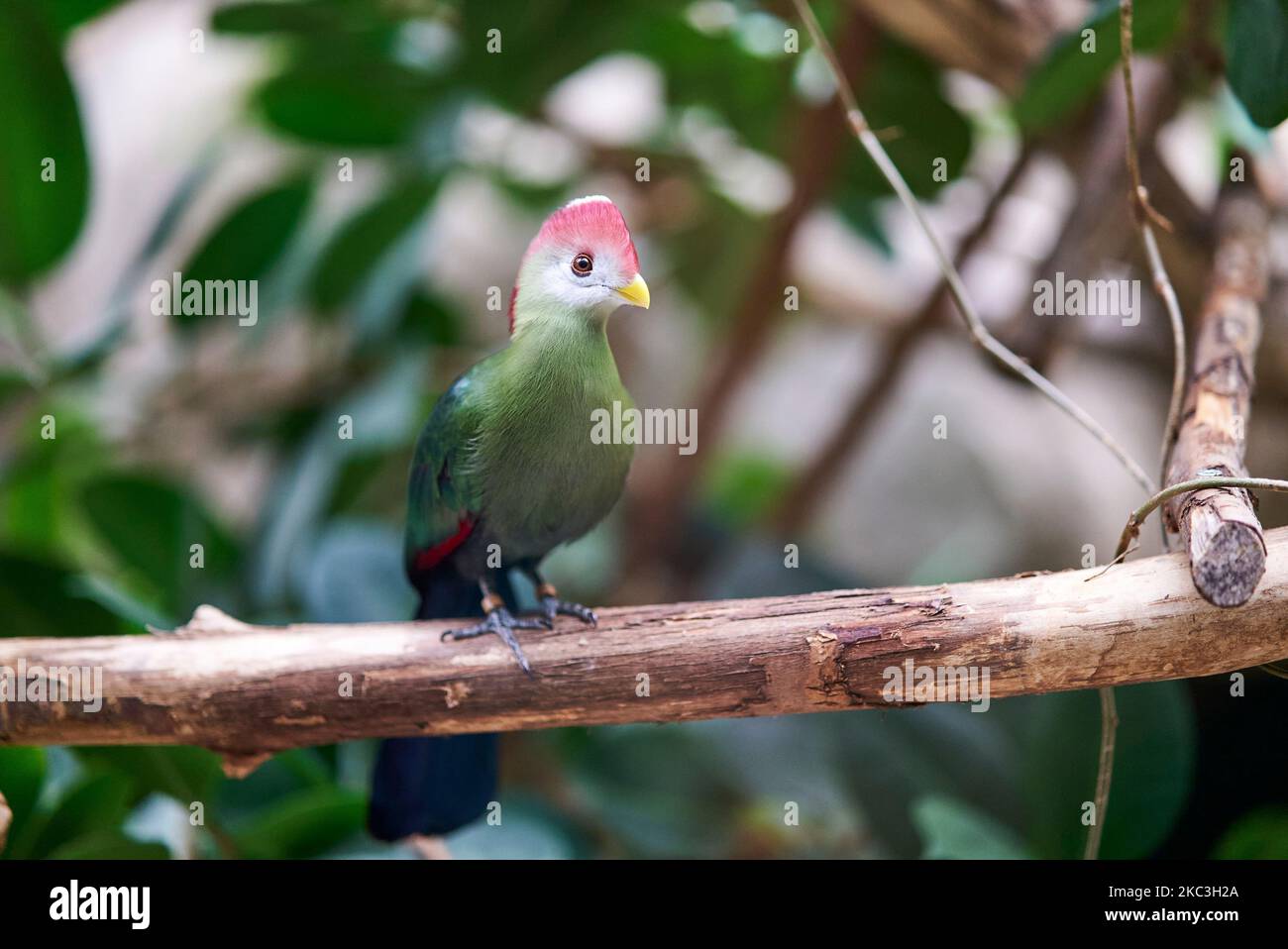 A Red-crested turaco on a tree branch in the Papiliorama Zoo in ...