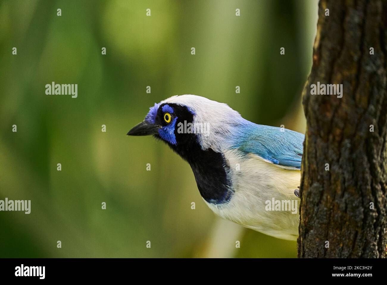 A Inca jay on a tree in the Papiliorama Zoo in Switzerland Stock Photo ...