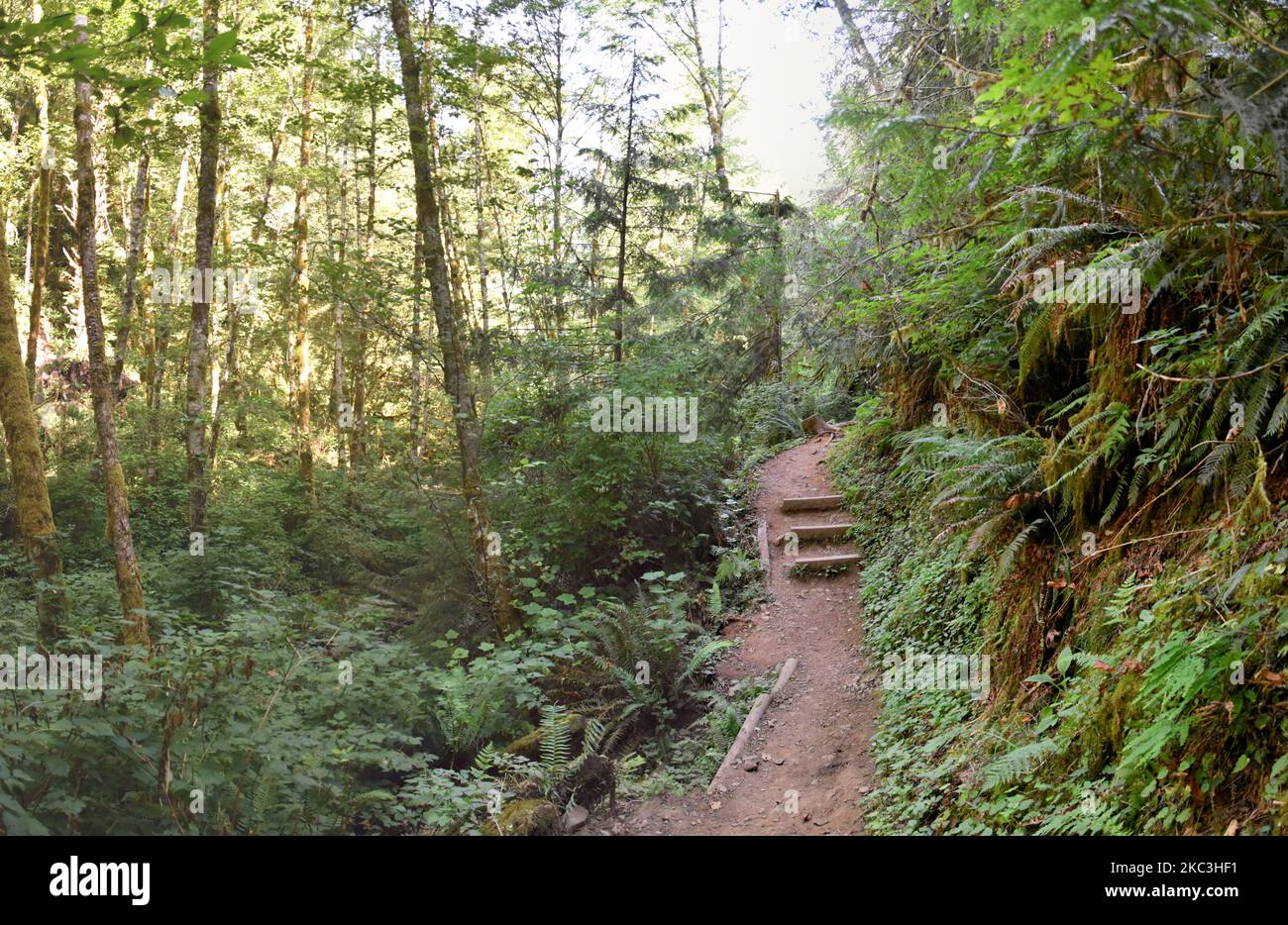 Hiking Trail views at Sweet Creek Falls Waterfall Complex near Mapleton ...