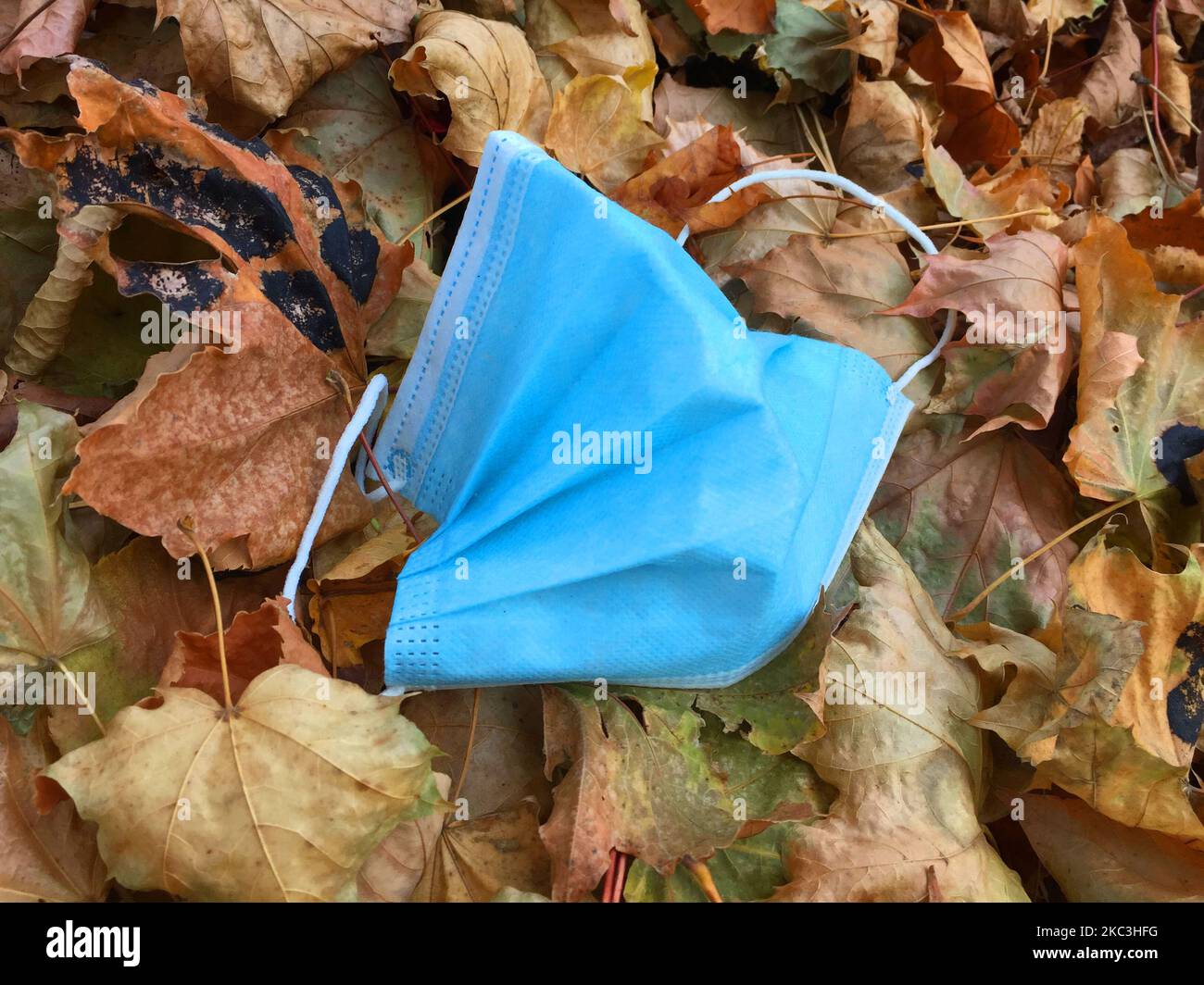Discarded face mask amongst the Autumn leaves at a park in Toronto ...