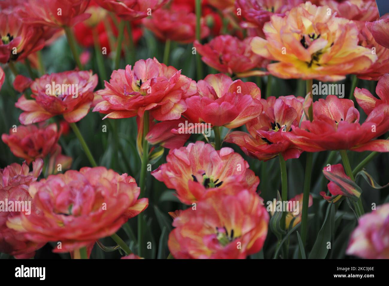 Red and yellow Double Late tulips (Tulipa) Sundowner bloom in a garden ...