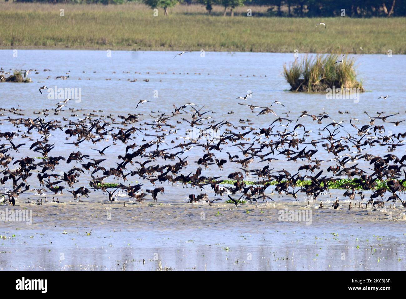 Migratory bird spotted at Pobitora Wildlife Sanctuary, in Morigaon ...