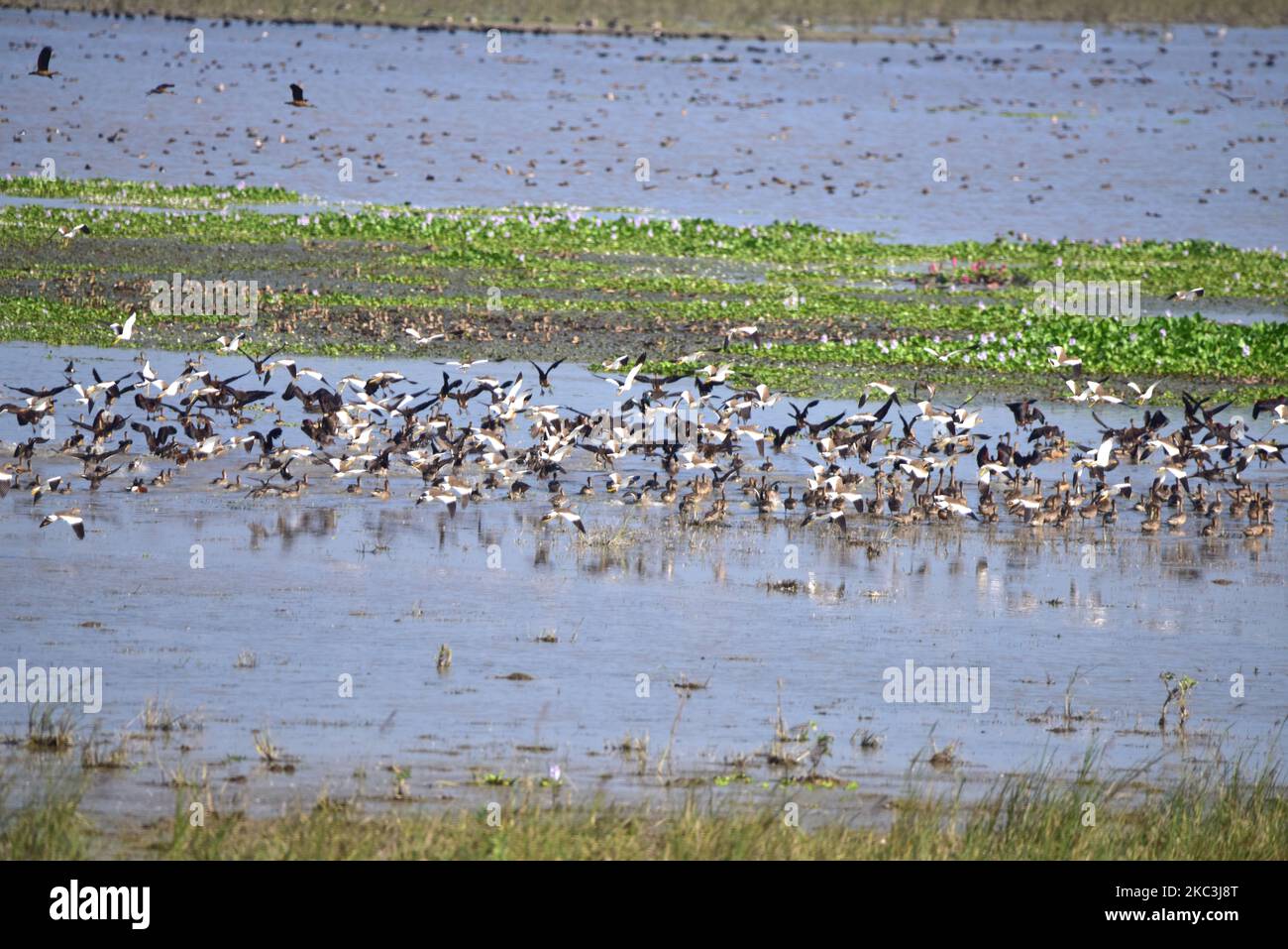 Migratory bird spotted at Pobitora Wildlife Sanctuary, in Morigaon ...