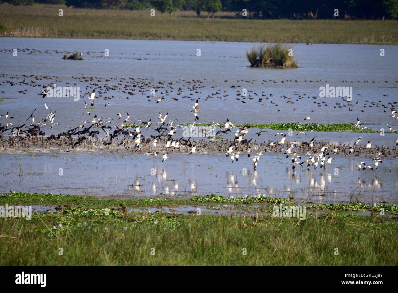 Migratory bird spotted at Pobitora Wildlife Sanctuary, in Morigaon ...