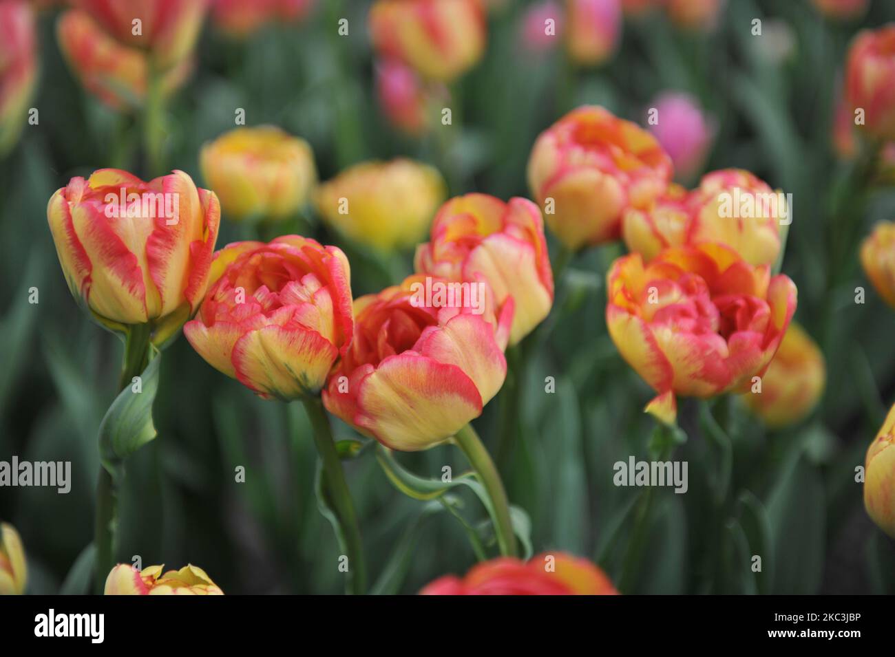 Red and yellow Double Late tulips (Tulipa) Sundowner bloom in a garden ...