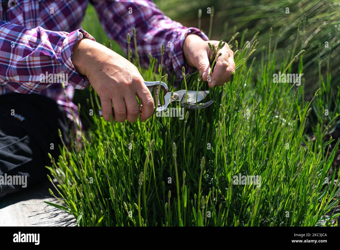 Cutting grass by hand hi-res stock photography and images - Alamy