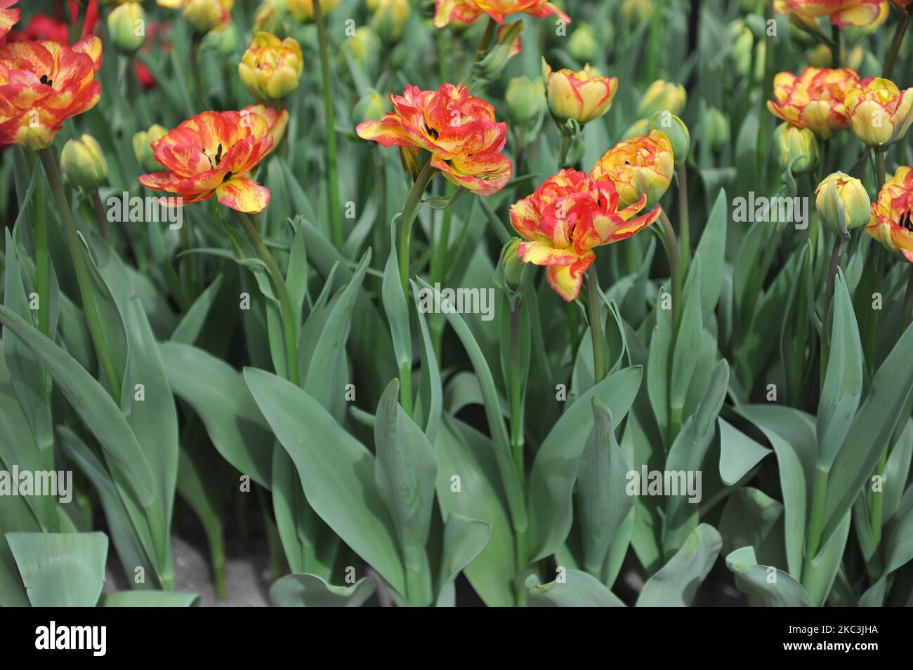 Red and yellow Double Late tulips (Tulipa) Sundowner bloom in a garden ...