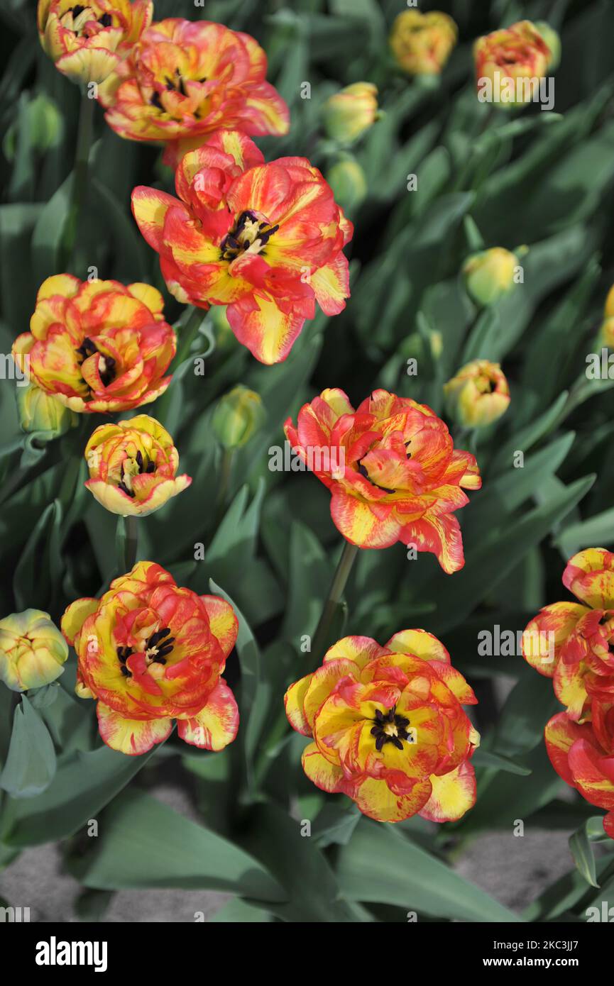 Red and yellow Double Late tulips (Tulipa) Sundowner bloom in a garden ...