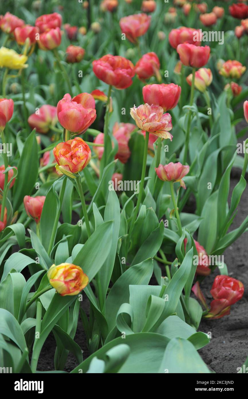 Red and yellow Double Late tulips (Tulipa) Sundowner bloom in a garden ...
