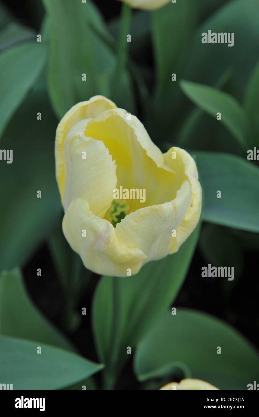 Pale yellow Single Early tulips (Tulipa) Sunny Prince bloom in a garden ...