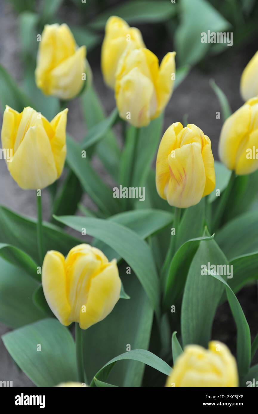 Pale yellow Single Early tulips (Tulipa) Sunny Prince bloom in a garden ...