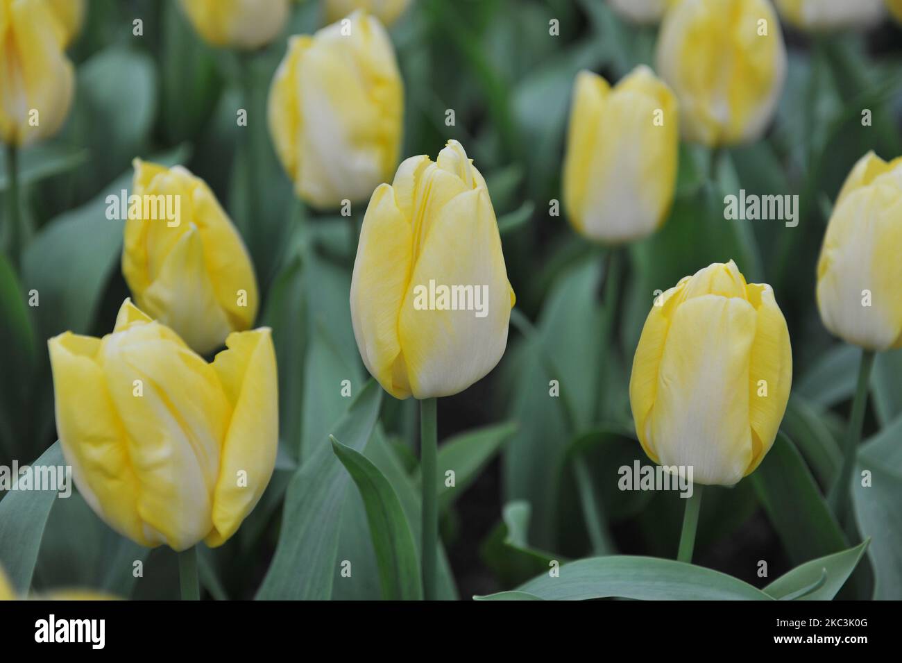 Pale yellow Single Early tulips (Tulipa) Sunny Prince bloom in a garden ...