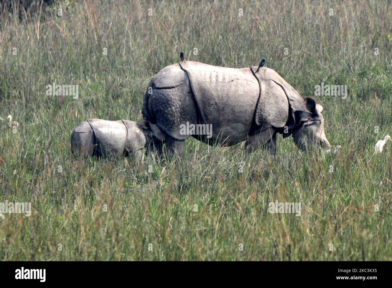 North eastern state of assam hi-res stock photography and images - Alamy