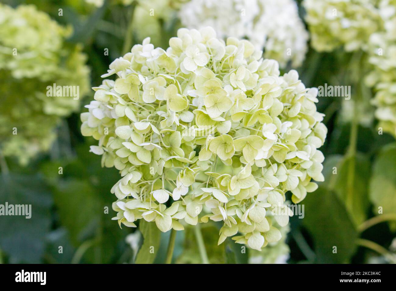 Hydrangea paniculata , Hydrangea Stock Photo - Alamy