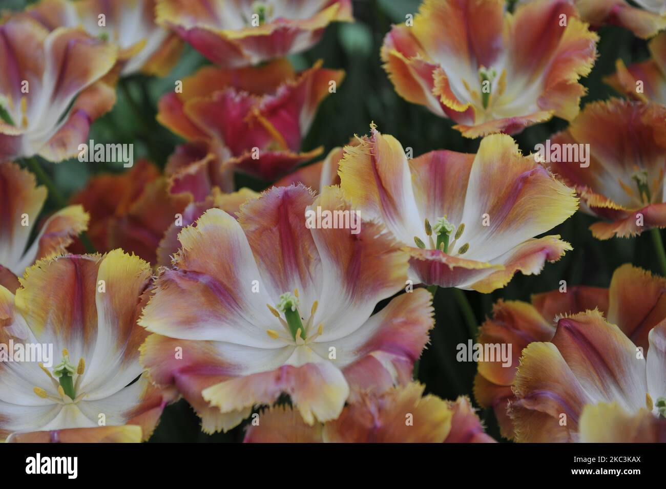 Pink, yellow and white fringed tulips (Tulipa) Sunset Miami bloom in a ...