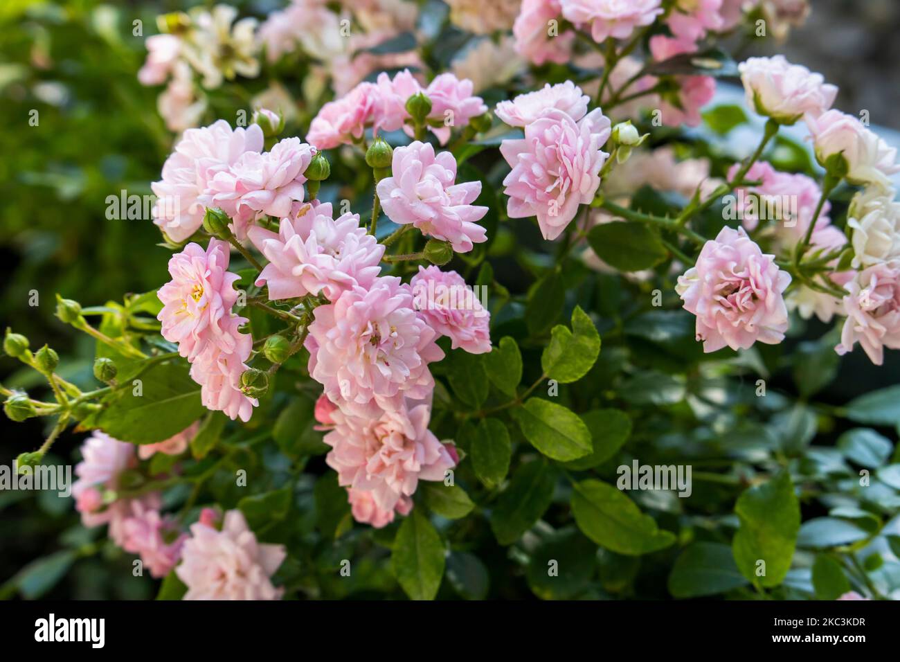 Baby roses hi-res stock photography and images - Alamy
