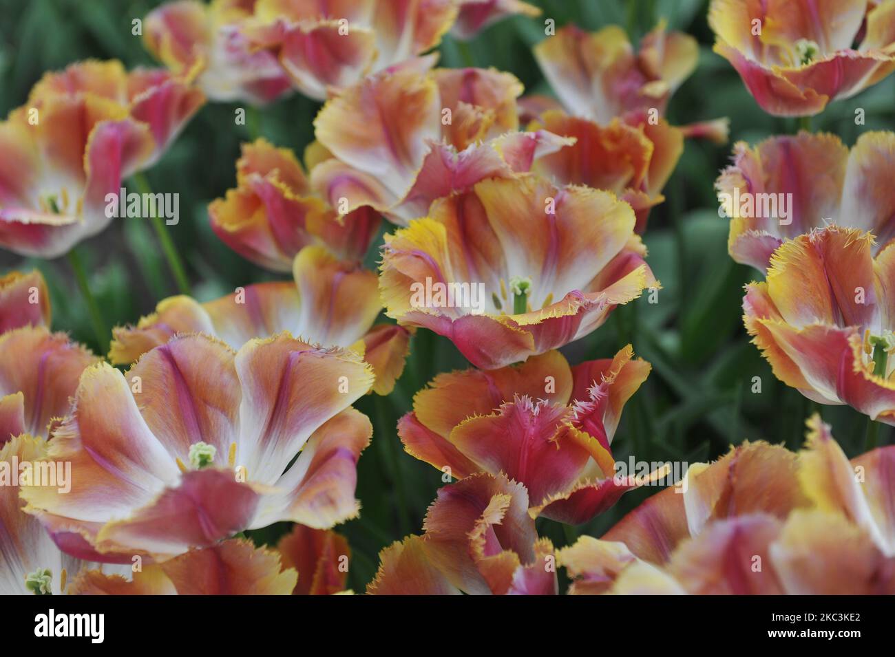 Pink, yellow and white fringed tulips (Tulipa) Sunset Miami bloom in a ...
