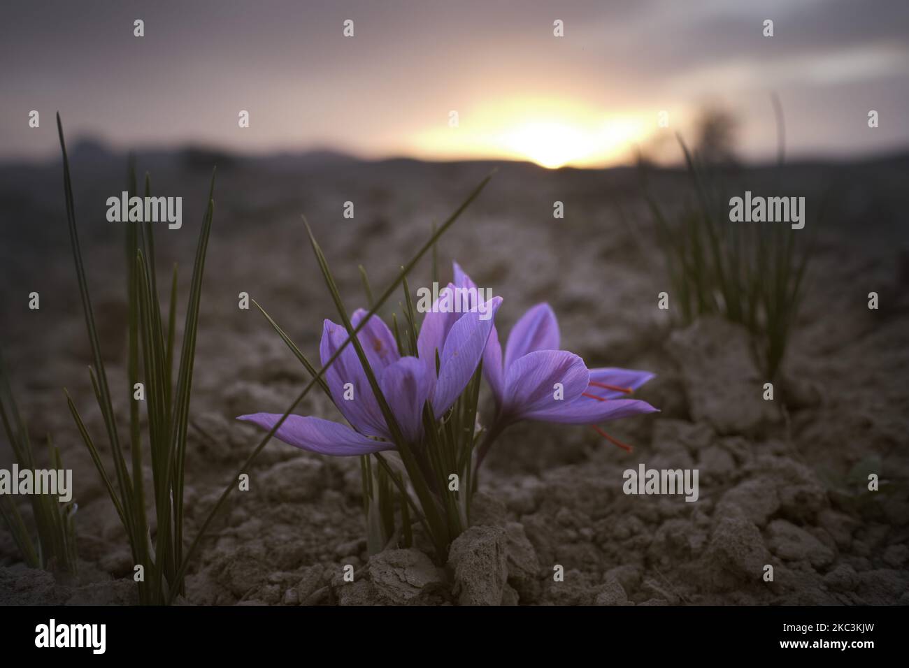 Saffron crocus flowers are pictured in a farm at sunset on a roadside ...