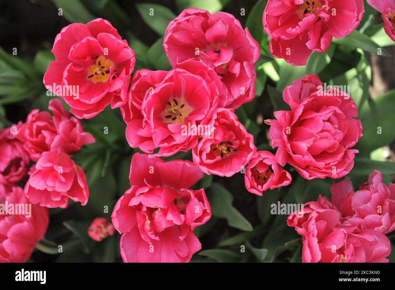 Pink peony-flowered Double Late tulips (Tulipa) Sunset Tropical bloom ...