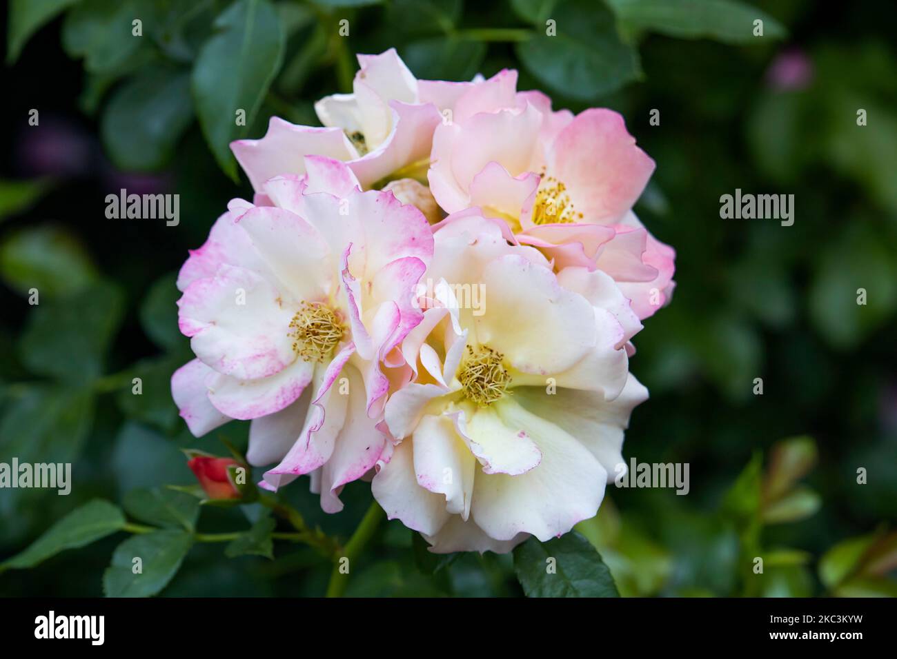 White pinkish hi-res stock photography and images - Alamy
