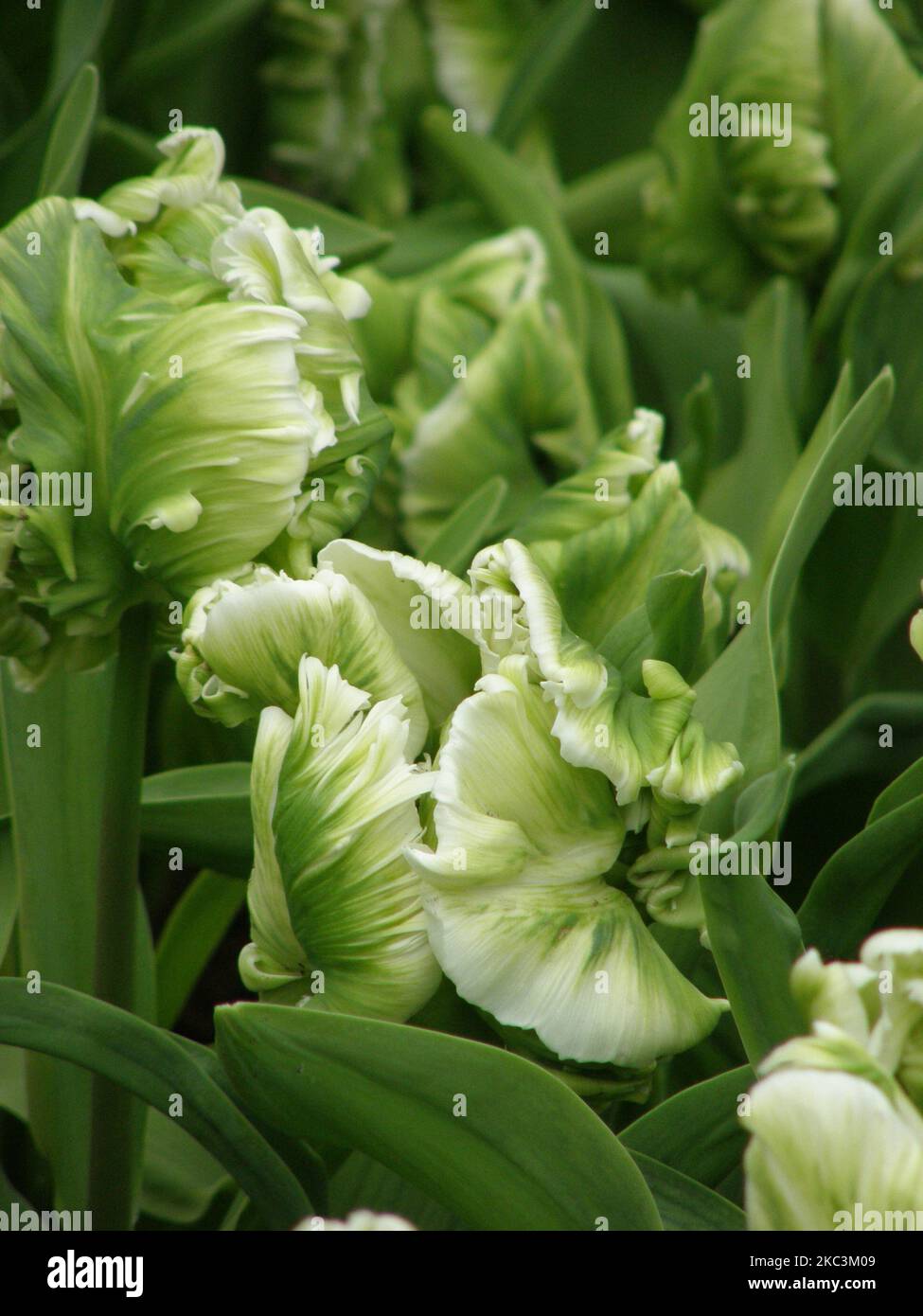 White and green tulips (Tulipa) Super Parrot bloom in a garden in March ...