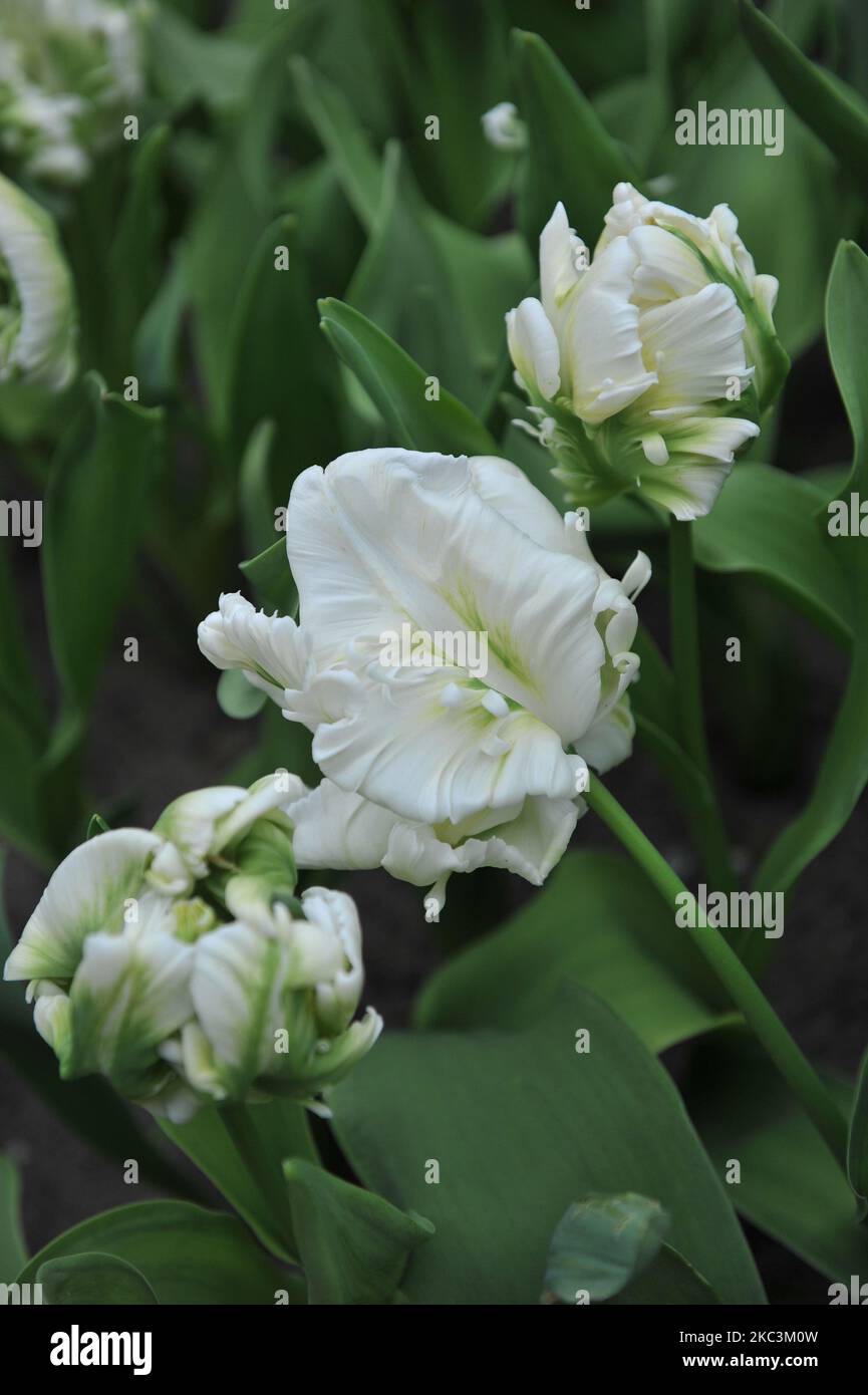 White and green tulips (Tulipa) Super Parrot bloom in a garden in March ...