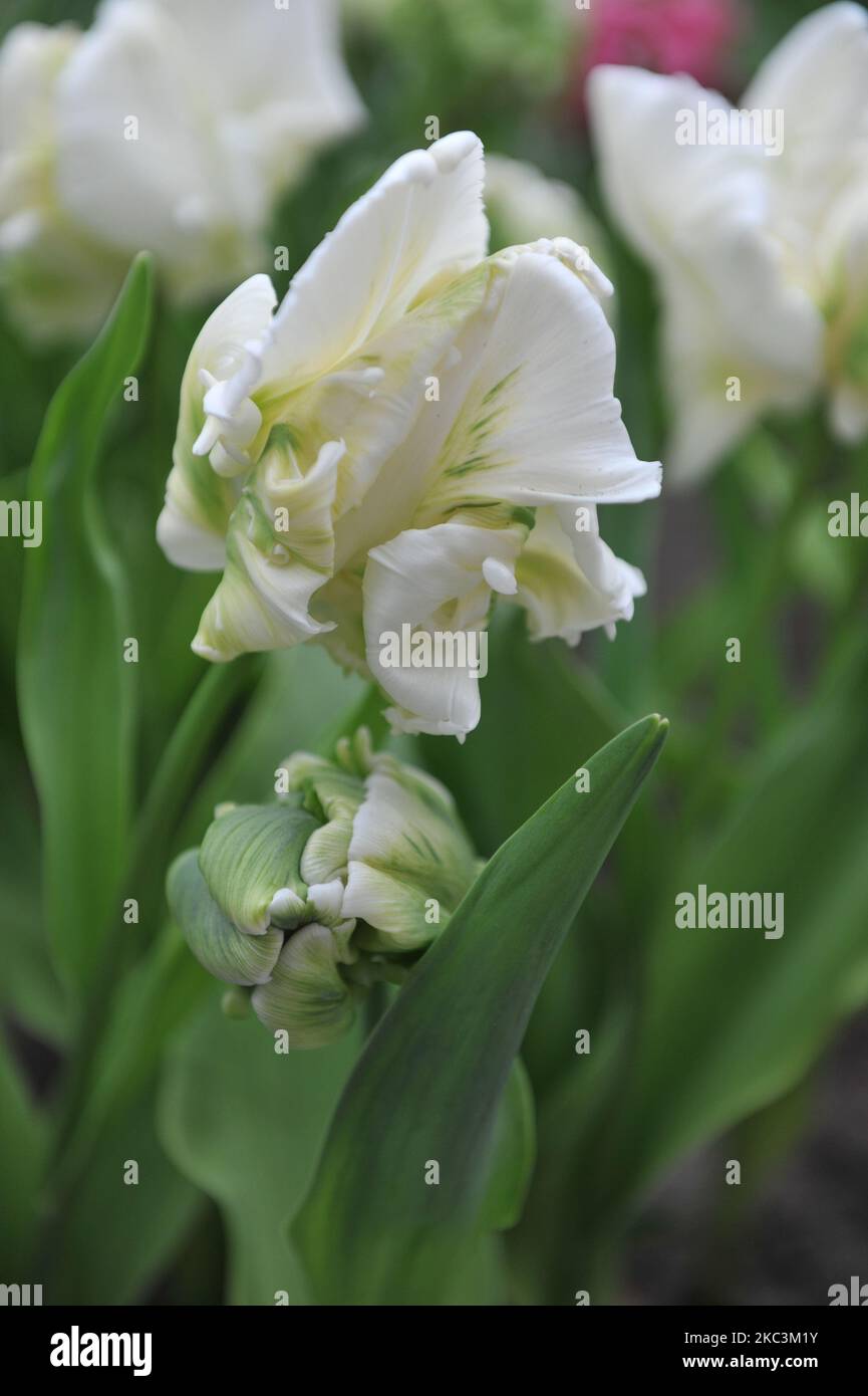 White and green tulips (Tulipa) Super Parrot bloom in a garden in March ...