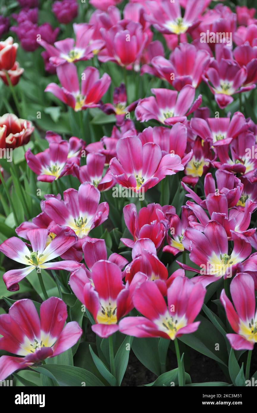 Pink and white Triumph tulips (Tulipa) Supri Candy bloom in a garden in ...
