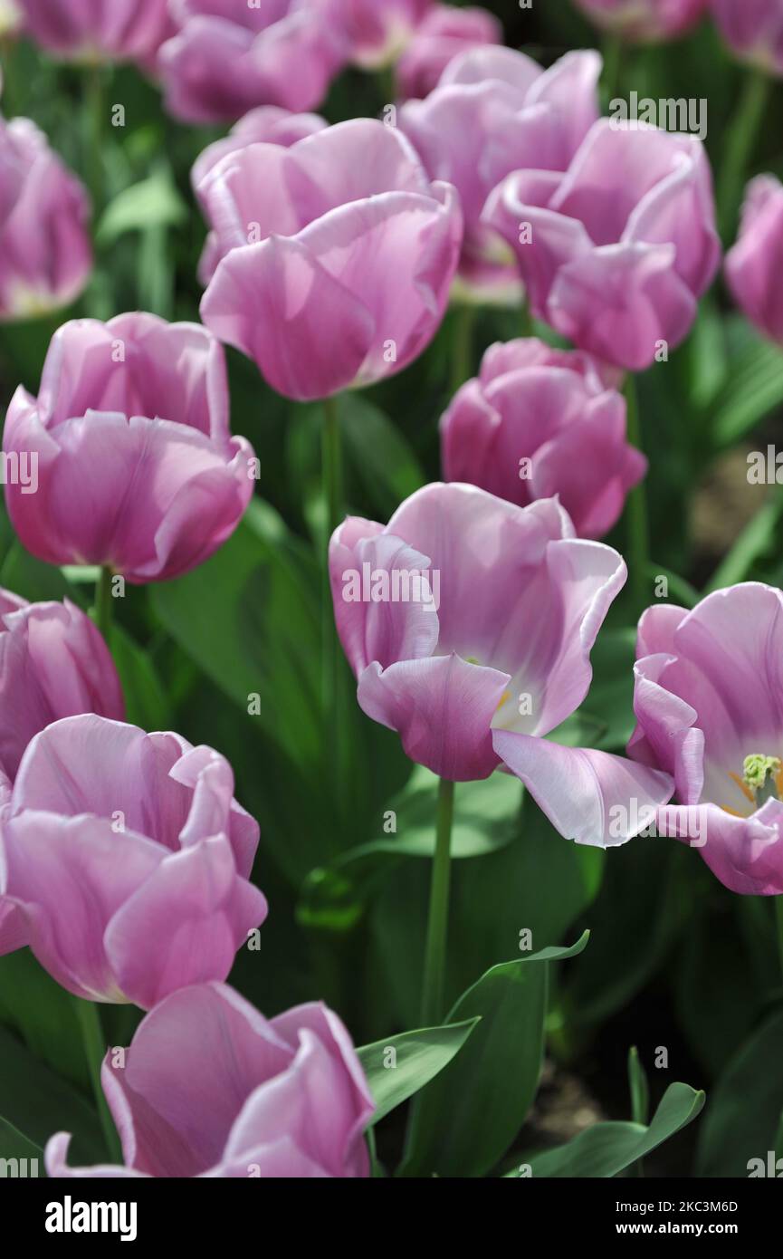 Pink Triumph tulips (Tulipa) Supri Punky bloom in a garden in April ...