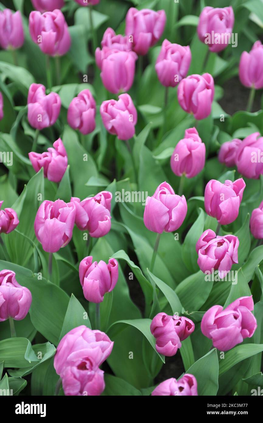 Pink Triumph tulips (Tulipa) Supri Punky bloom in a garden in April ...