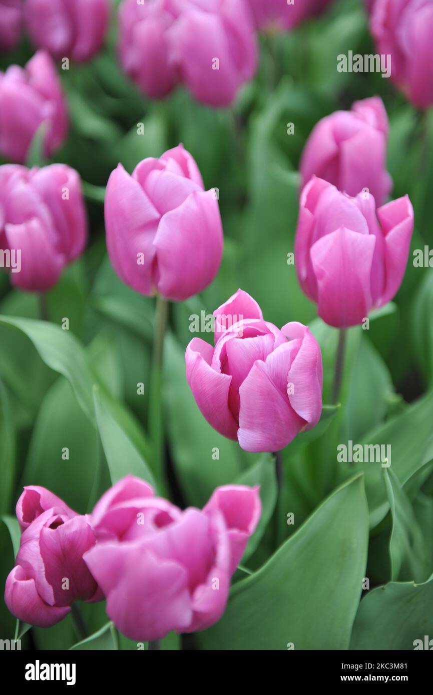 Pink Triumph tulips (Tulipa) Supri Punky bloom in a garden in April ...
