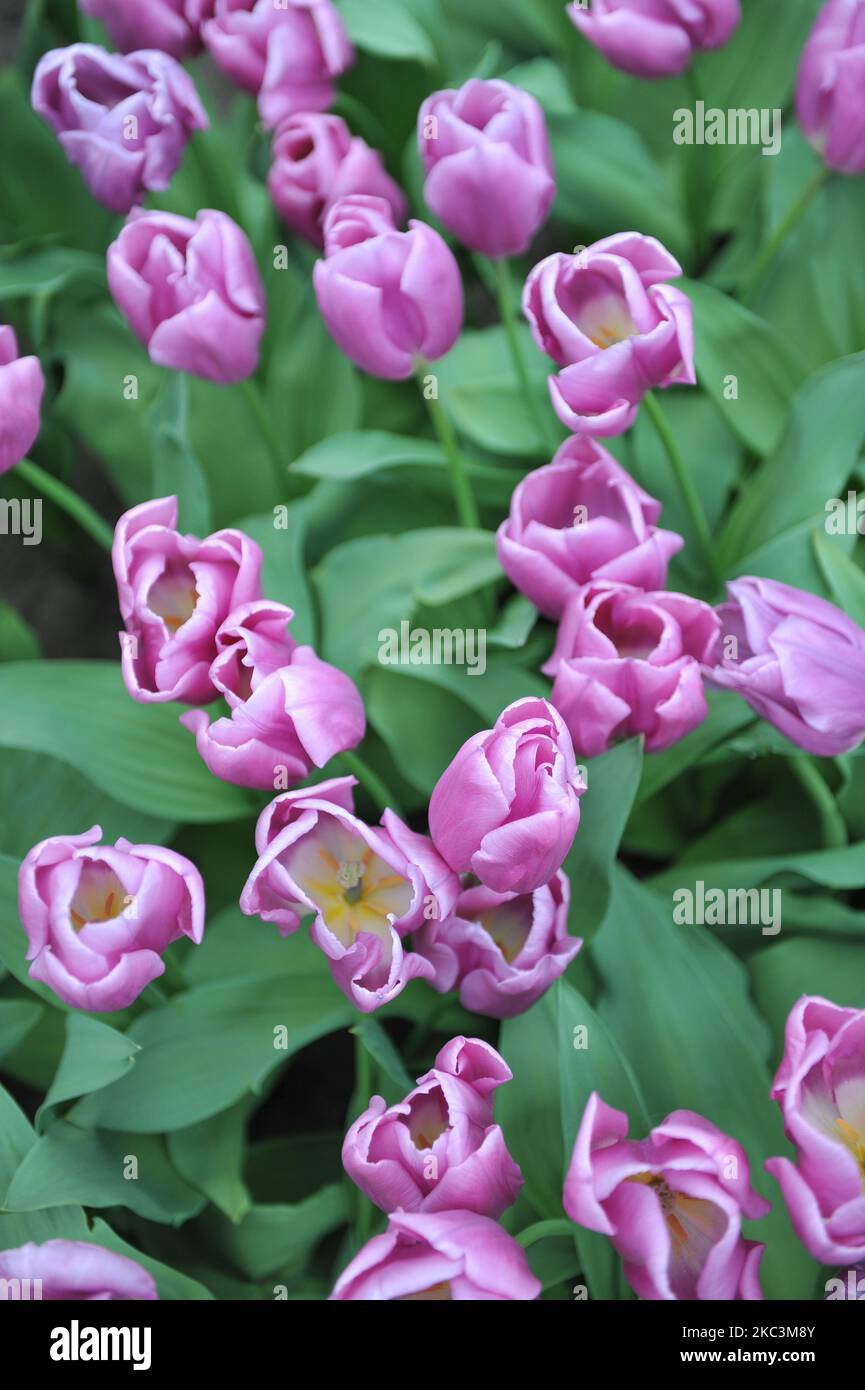 Pink Triumph tulips (Tulipa) Supri Punky bloom in a garden in April ...