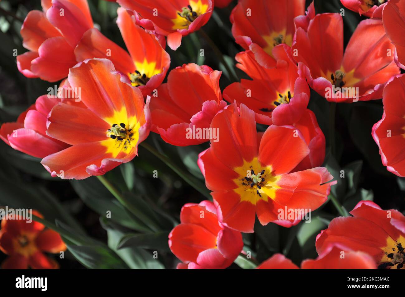 Red Triumph tulips (Tulipa) Surrender bloom in a garden in April Stock ...