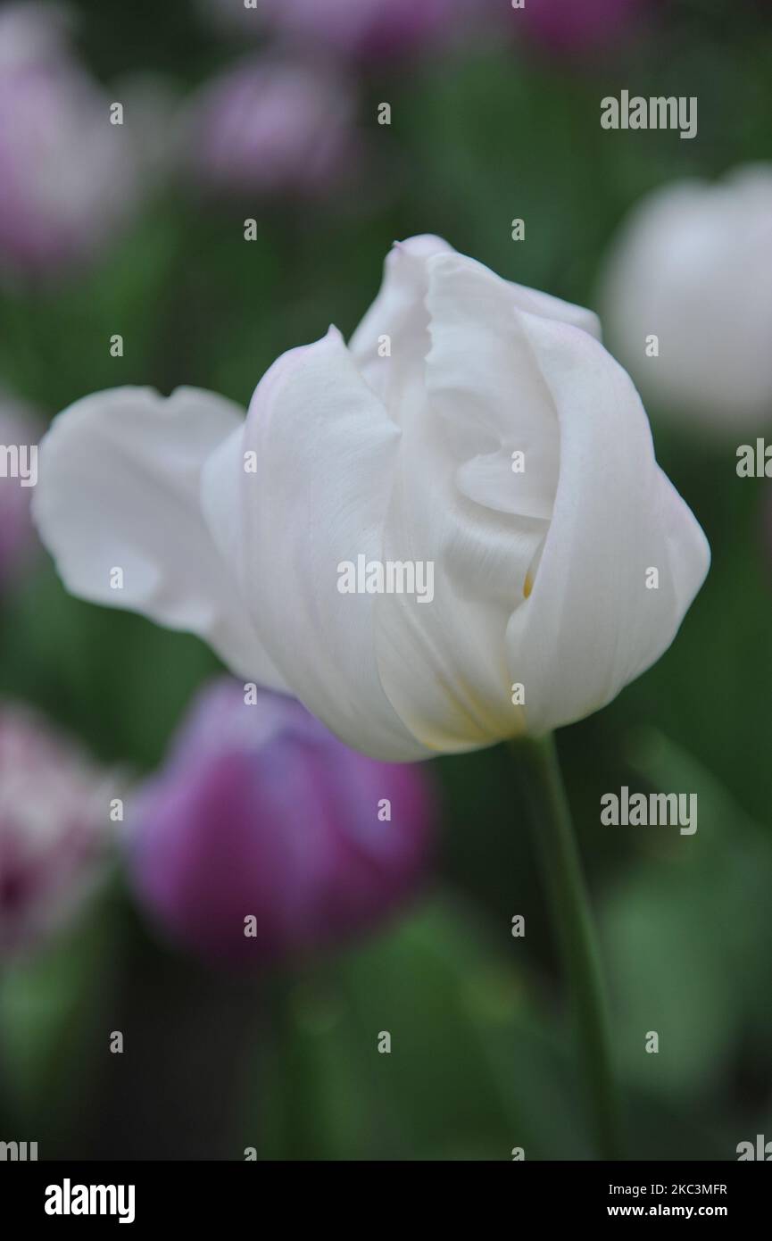 White Triumph tulips (Tulipa) Sweet Flag bloom in a garden in April ...