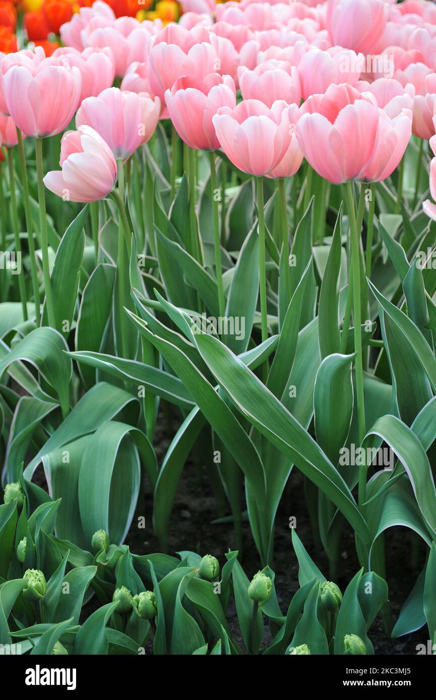 Pink Darwin Hybrid tulips (Tulipa) Sweet Impression with variegated ...