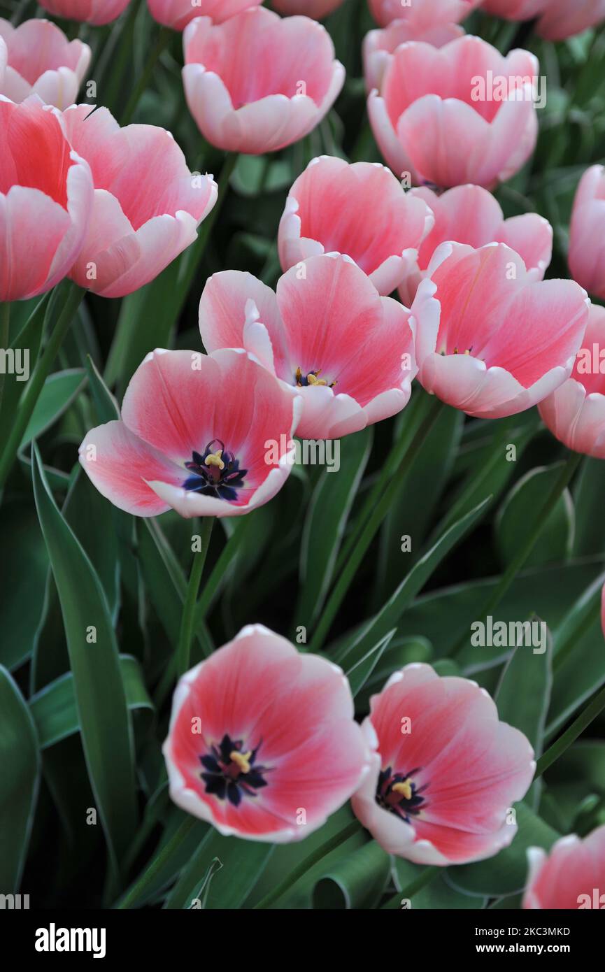 Pink Darwin Hybrid tulips (Tulipa) Sweet Impression with variegated foliage bloom in a garden in ...