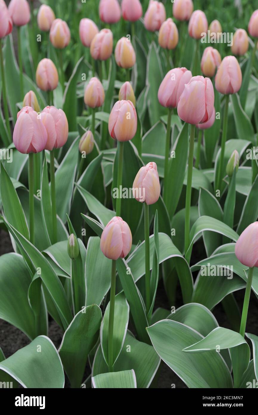 Pink Darwin Hybrid tulips (Tulipa) Sweet Impression with variegated ...