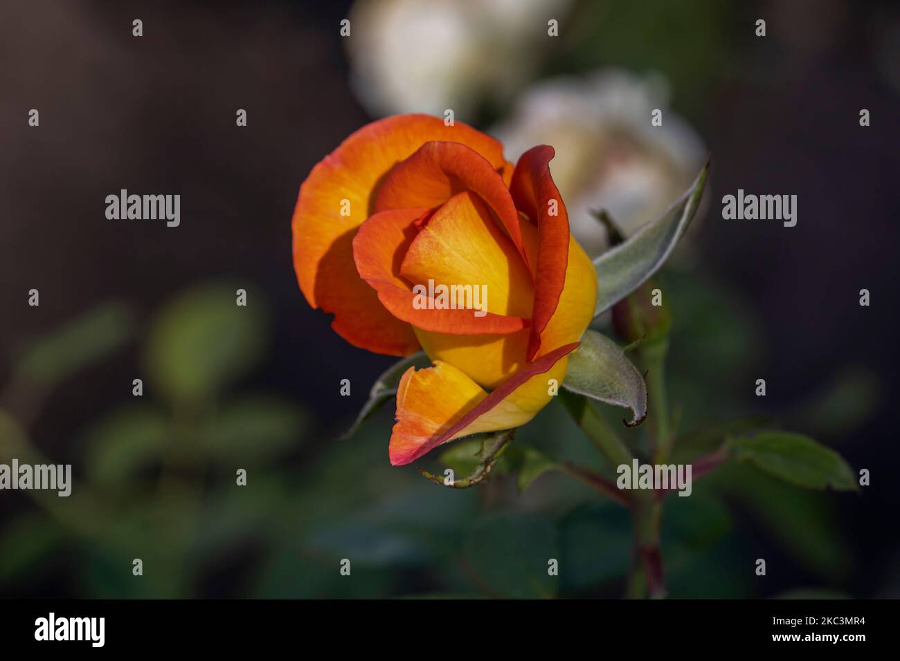 Hybrid tea rose, orange - yellow rose Stock Photo - Alamy